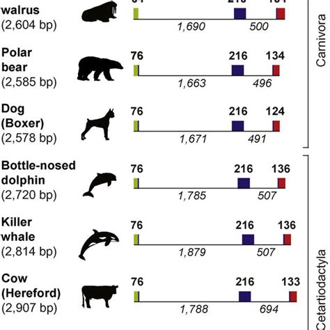 Structure Of Pinniped Cti And Other Eutherian Cti Genes The Conserved Download Scientific