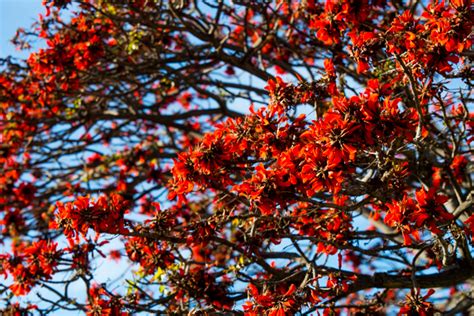 Red All Over Why The Coral Is An International Celebri Tree The
