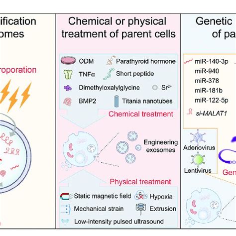 Three Strategies Of Engineering Exosomes For Bone Regeneration Odm