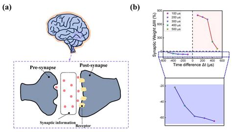 A Schematic Illustration Of The Biological Brains Pre And