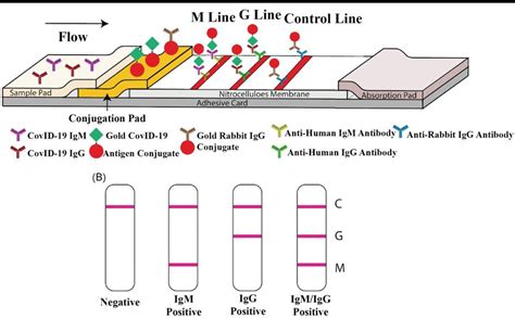 schematic illustration of rapid sars cov 2 igm igg combined antibody