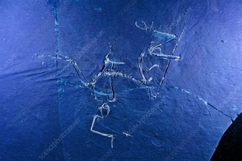 Archaeopteryx Fossil Research Esrf France Stock Image C045 9462 Science Photo Library