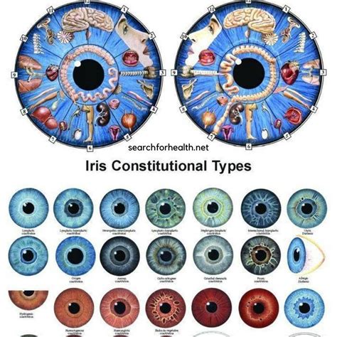 A Typical Iris Chart Usually Divides The Iris Into Approximately 90 Zones Each Corresponding To