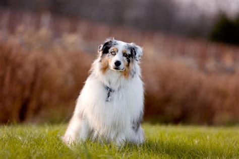 White Australian Shepherd Info Pictures Origin And History Dogster