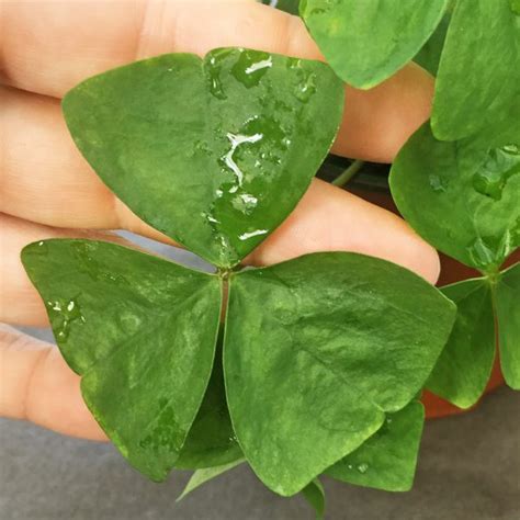 Oxalis Triangularis Green Bulbs Odd Spot Plants