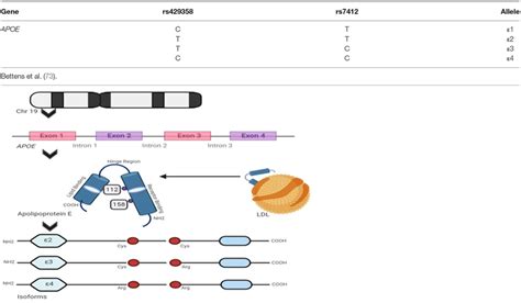 Apolipoprotein E Isoforms And Its Genetic Integrity The Figure Shows Download Scientific