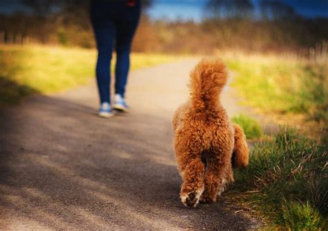 Why Is A Cavapoo Stuffed Animal A Popular Choice And How Can It Help In