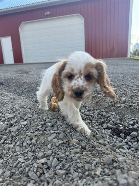 Homestead Cockapoos Added A New Photo Homestead Cockapoos