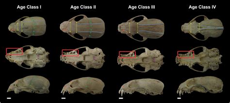 Sex And Age Related Morphological And Functional Differences In The Skull Of Eira Barbara