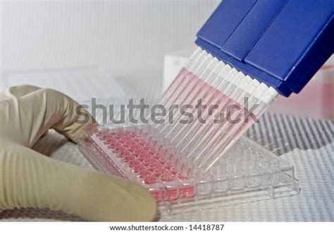 Scientist Using Blue Multichannel Pipet Pipetting Stock Photo Shutterstock