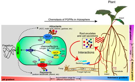 Chemotaxis Of Beneficial Rhizobacteria To Root Exudates The First Step