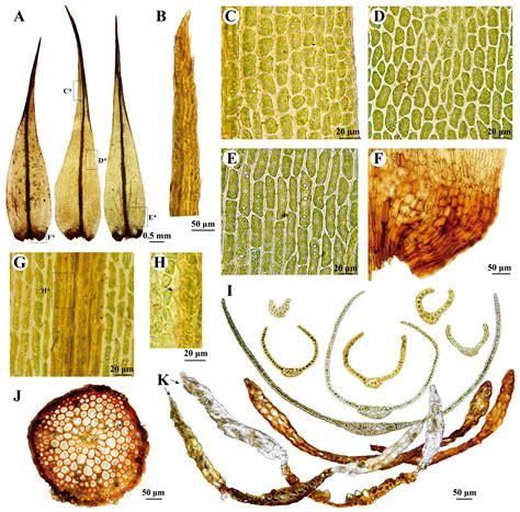 A Synopsis Of Dicranum Hedw Dicranaceae Bryophyta In China With