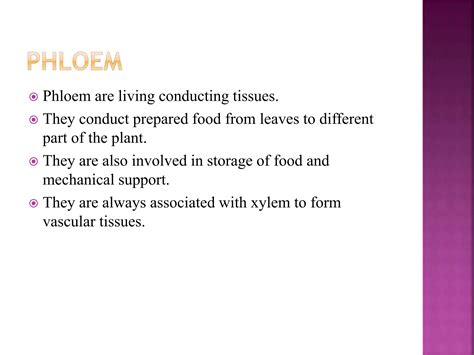 Basic Information About Phloem Structure Pptx