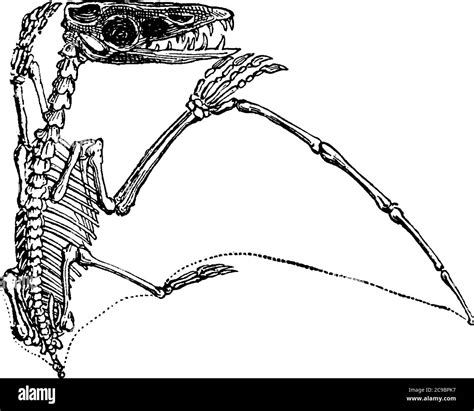 Pterodactyl Skeleton Drawing