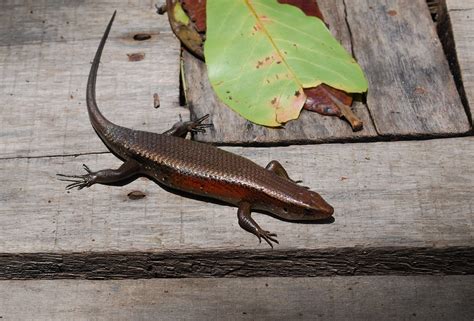 Wildlife Of S E Asia And S America A Photo Journal By Francis