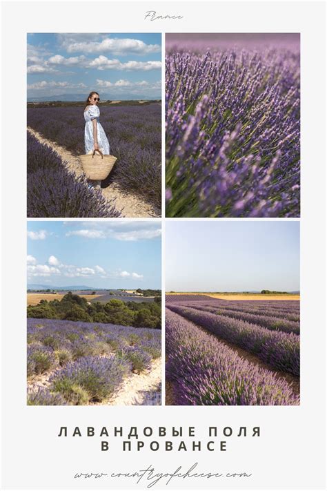 Лавандовые поля в Провансе Валансоль Valensole