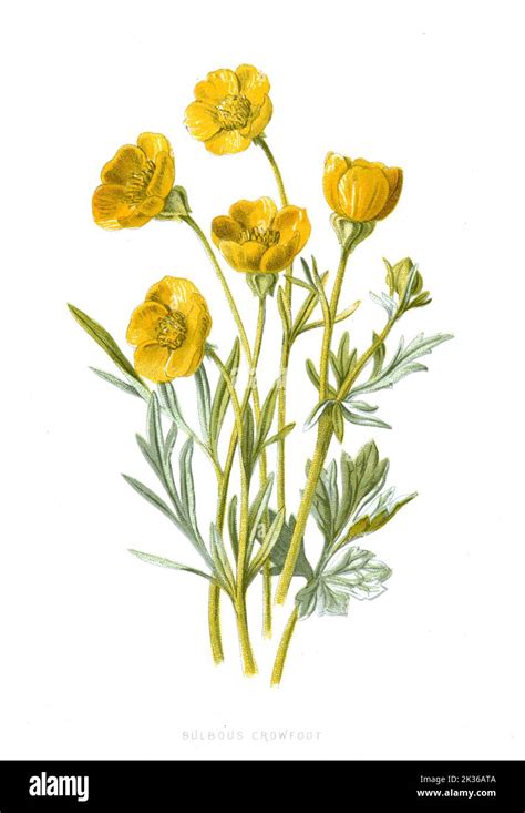 Bulbous Crowfoot Flower Victorian Era 19th Century Illustration Stock