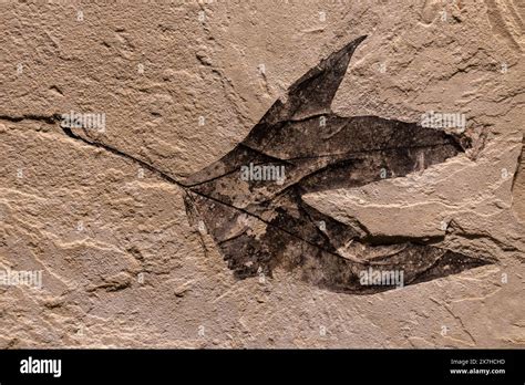 Fossilized Leaf In The Utah Field House Of Natural History Museum