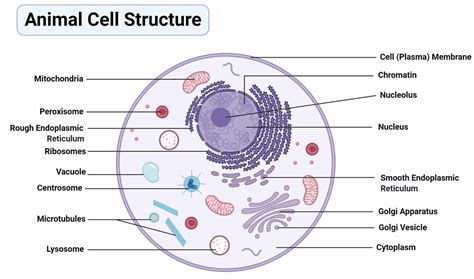 Cell Structure And Functions Class Notes Science Free PDF