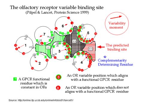 Complementarity Determining Regions