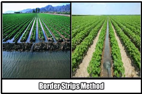 Border Strips Methods Of Irrigation Irrigation Methods Irrigation Sprinkler Irrigation