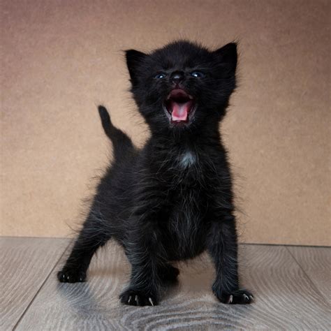 Irresistible Tiny Black Kitten Happily Smiling With ‘megaphone Mouth