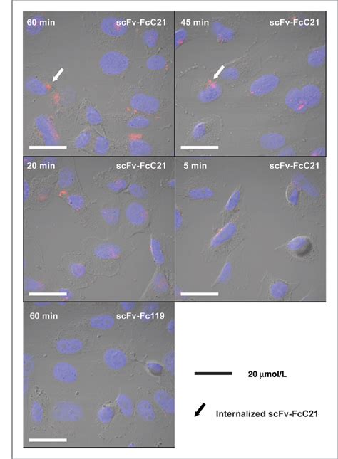 Figure 2 From Functional Characterization Of An Scfv Fc Antibody That