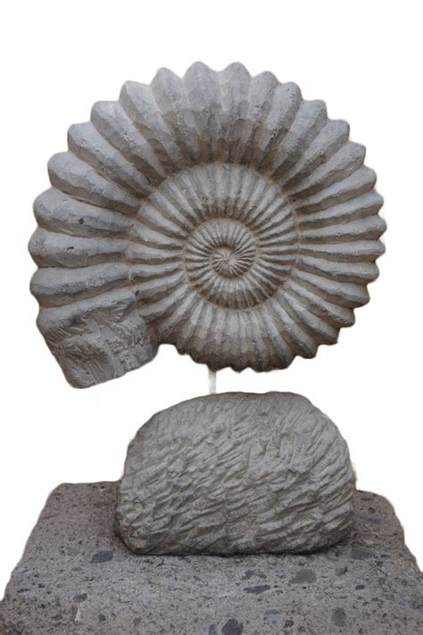 Shell Fossil On Foot