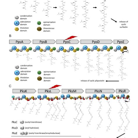 Overview Of The Nrps Surfactin Plipastatin Bacillibactin And Iturin