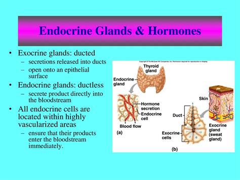 Urinary System Endocrine System Male Reproductive System Ppt Download