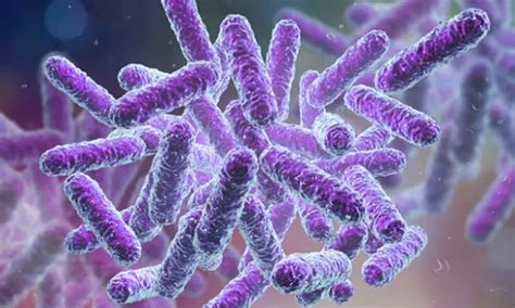 Bakteri Shigella Id