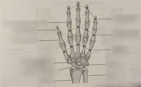 Anterior Aspect Of Right Hand Diagram Quizlet