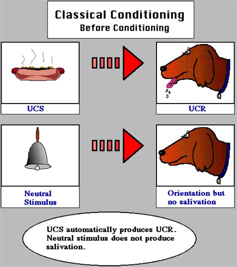 Classical Conditioning Experiment Ideas What Is Psychology