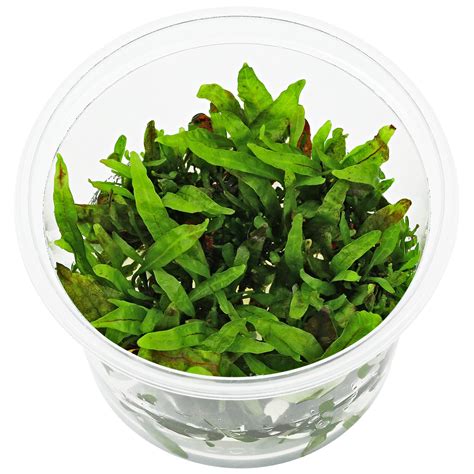 Microsorum Pteropus Orange Narrow Aquasabi Aquascaping Shop