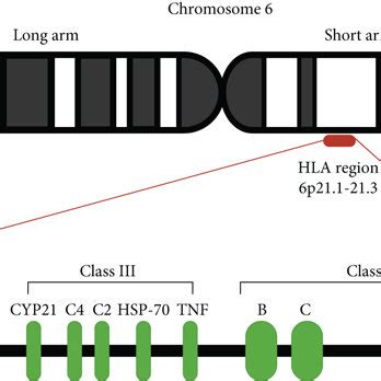 Schematic Representation Of The HLA Locus On Human Chromosome 6 Download Scientific Diagram