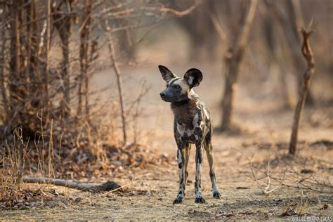 Canids Photos Pictures Images