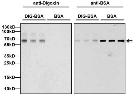 Digoxin Monoclonal Antibody 38g12 Invitrogen™ 1 Mg Unconjugated