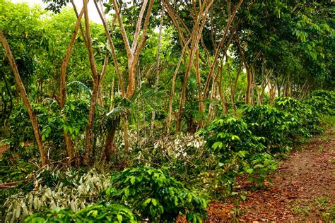 Agroecology As An Alternative Felipe Campelo E Silvas Work In