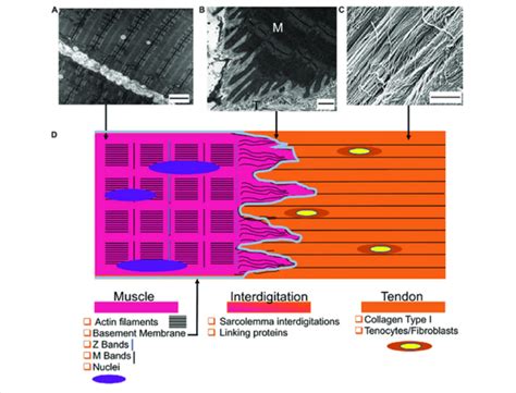 Tendon Anatomy Physiopedia
