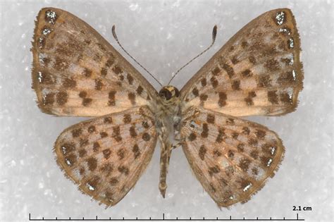 Argyrogrammana Eura Type Specimens