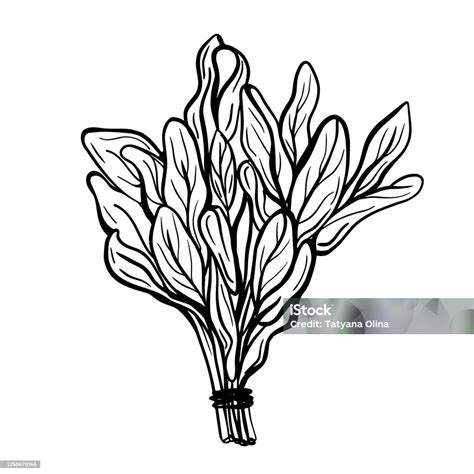 세이지는 흰색 배경에 고립되어 있습니다 세이지는 뚜렷한 맛을 가진 향기로운 향신료입니다 매운 향기로운 향신료 손으로 그린 벡터