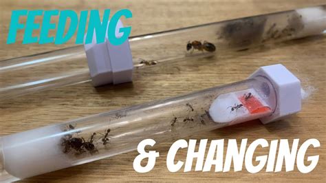 mastering ant keeping how to feed and relocate ants in test tubes