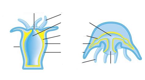 Diagram Of Medusapolyp Quizlet