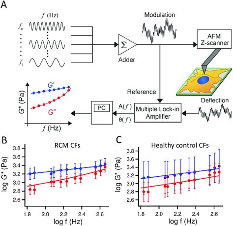 Frequency Domain Afm Measurement Of Cardiac Fibroblasts Cfs A Download Scientific Diagram