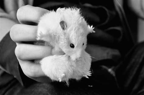 Hamester Hamester Added A New Photo