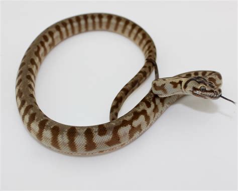 2022 Female Caramel Jag Coastal Carpet Python By Rogue Reptiles