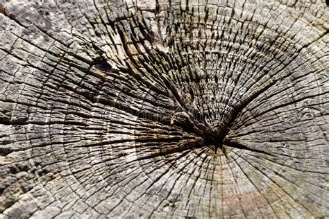 Tree Rings Of An Aged Log Stock Image Image Of Dead 69738955 Tree Rings Of An Aged Log Stock Image Image Of Dead 69738955