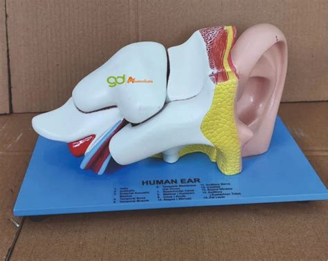 Ear Anatomgd Anatomicals Highly Detailed Human Ear Model Y Model Auditory Ossicle Model At Rs