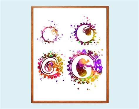 Fetal Development Poster Human Embryo Print Pregnancy Etsy