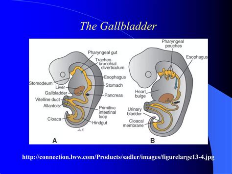 9 Endodermal Derivatives 53ppt
